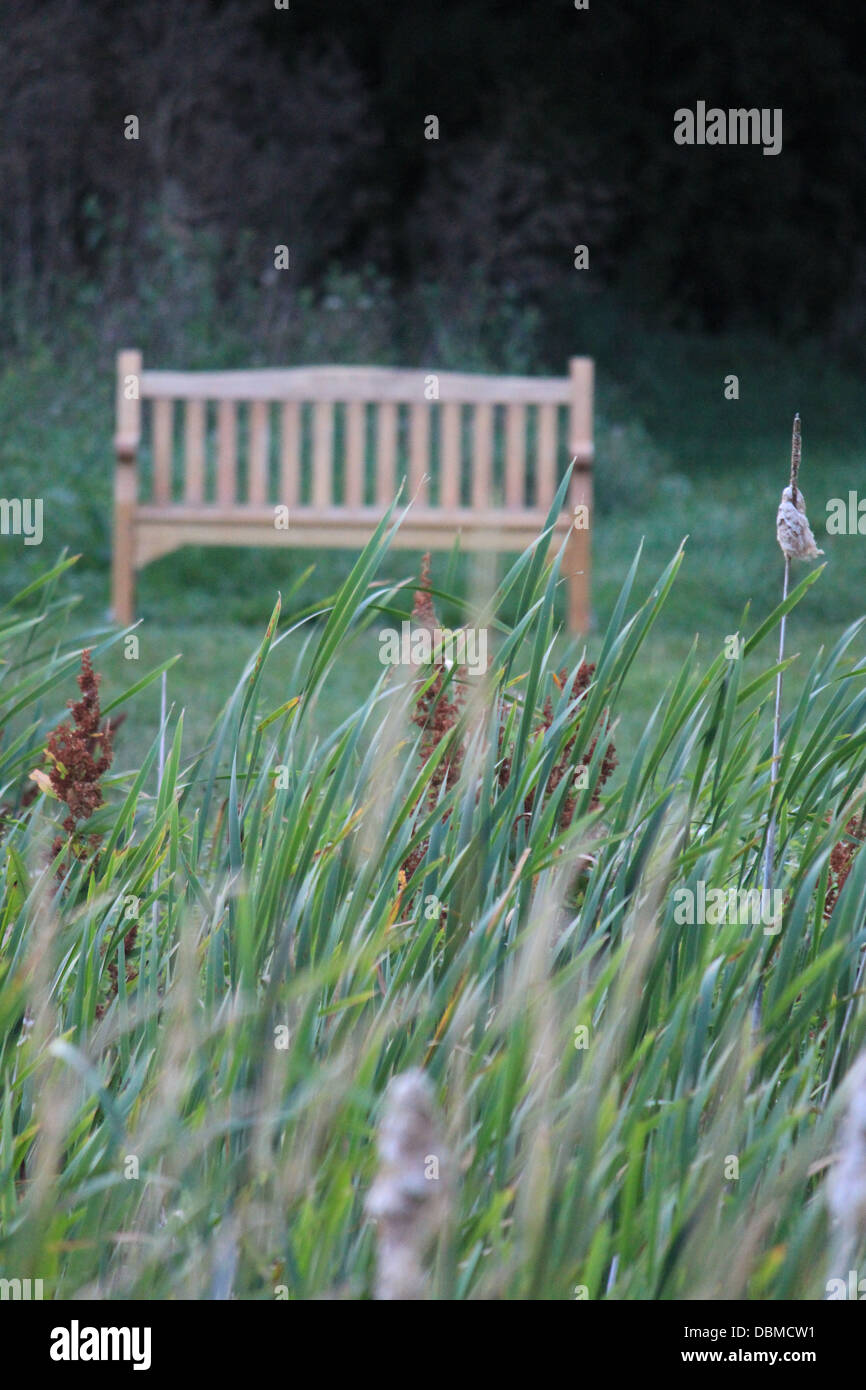 An empty park bench in the background, off-set by wild reeds of a creek ...