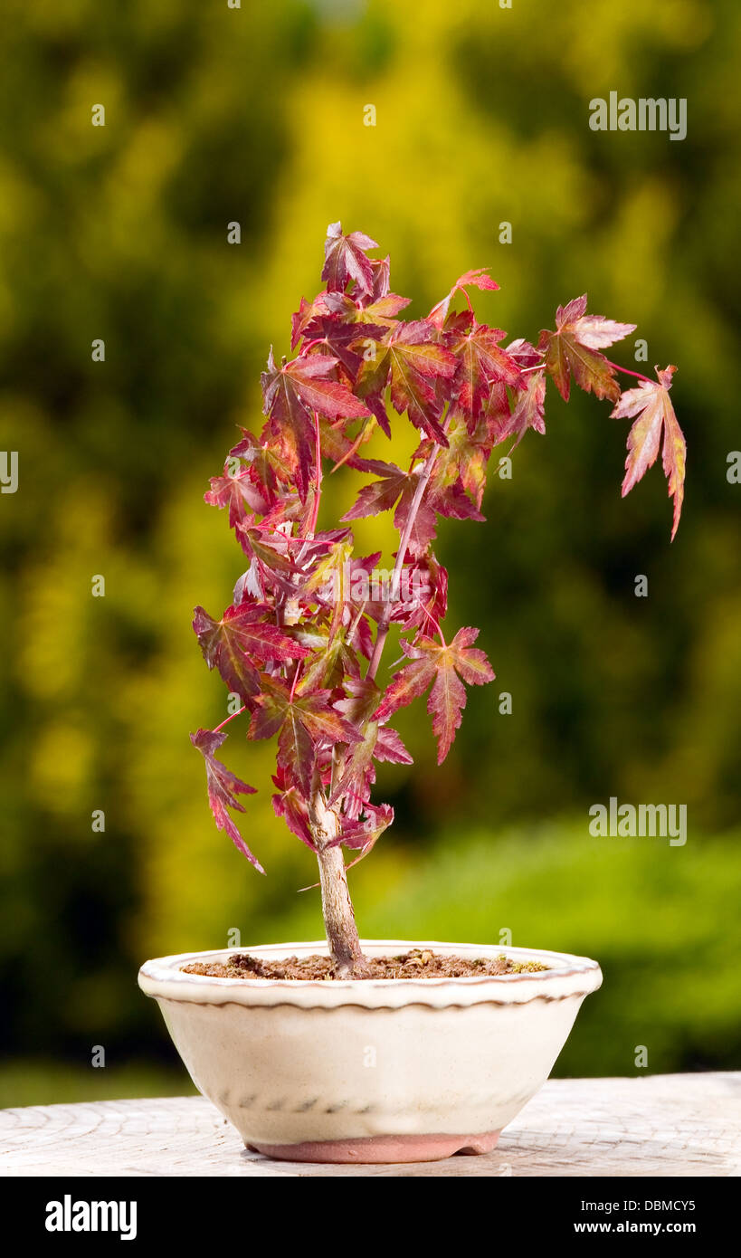 Japanese maple tree pot hi-res stock photography and images - Alamy