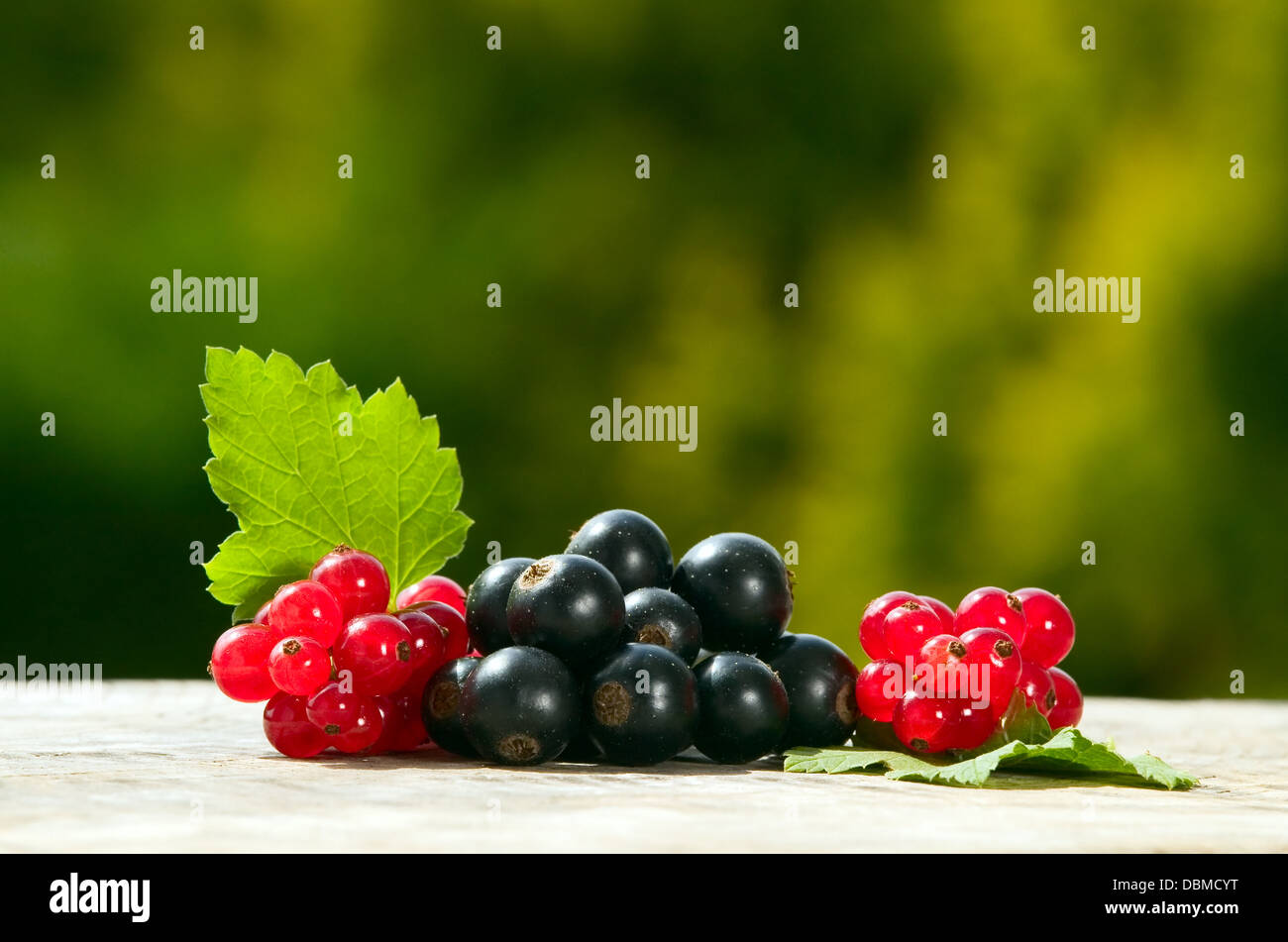 Currants leaf hi-res stock photography and images - Alamy