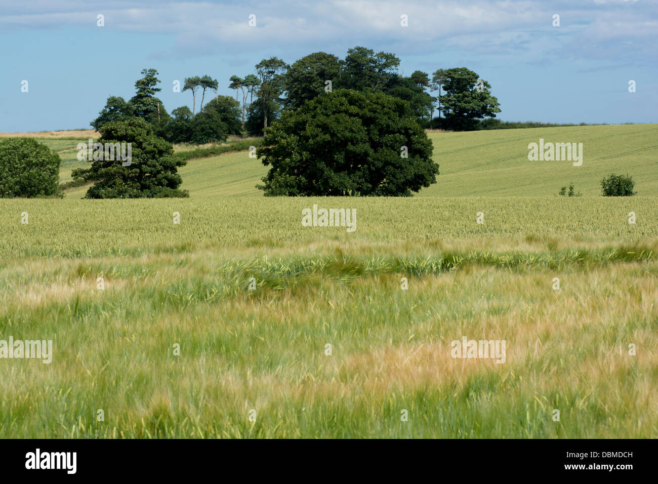Field copse hi-res stock photography and images - Alamy
