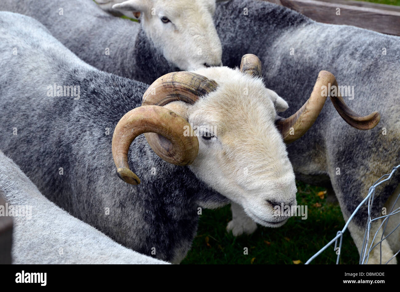 Herdwick ram with large curved horns await judging at Coniston Country ...