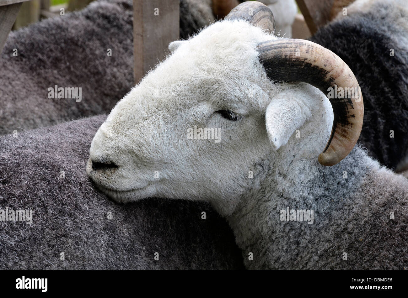 Large curved horns hi-res stock photography and images - Alamy