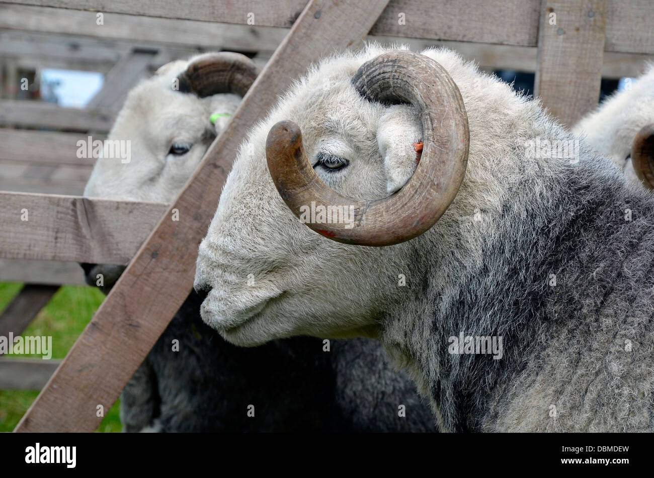 Herdwick ram with large curved horns await judging at Coniston Country ...
