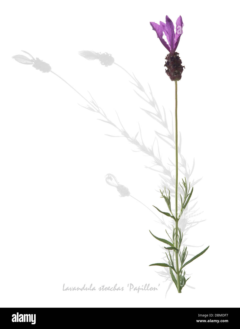 Lavandula stoechas 'Papillon' flower and leaves on the white background ...