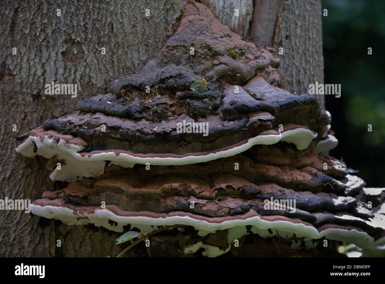Bracket Fungi on trees at Black Park Stock Photo - Alamy