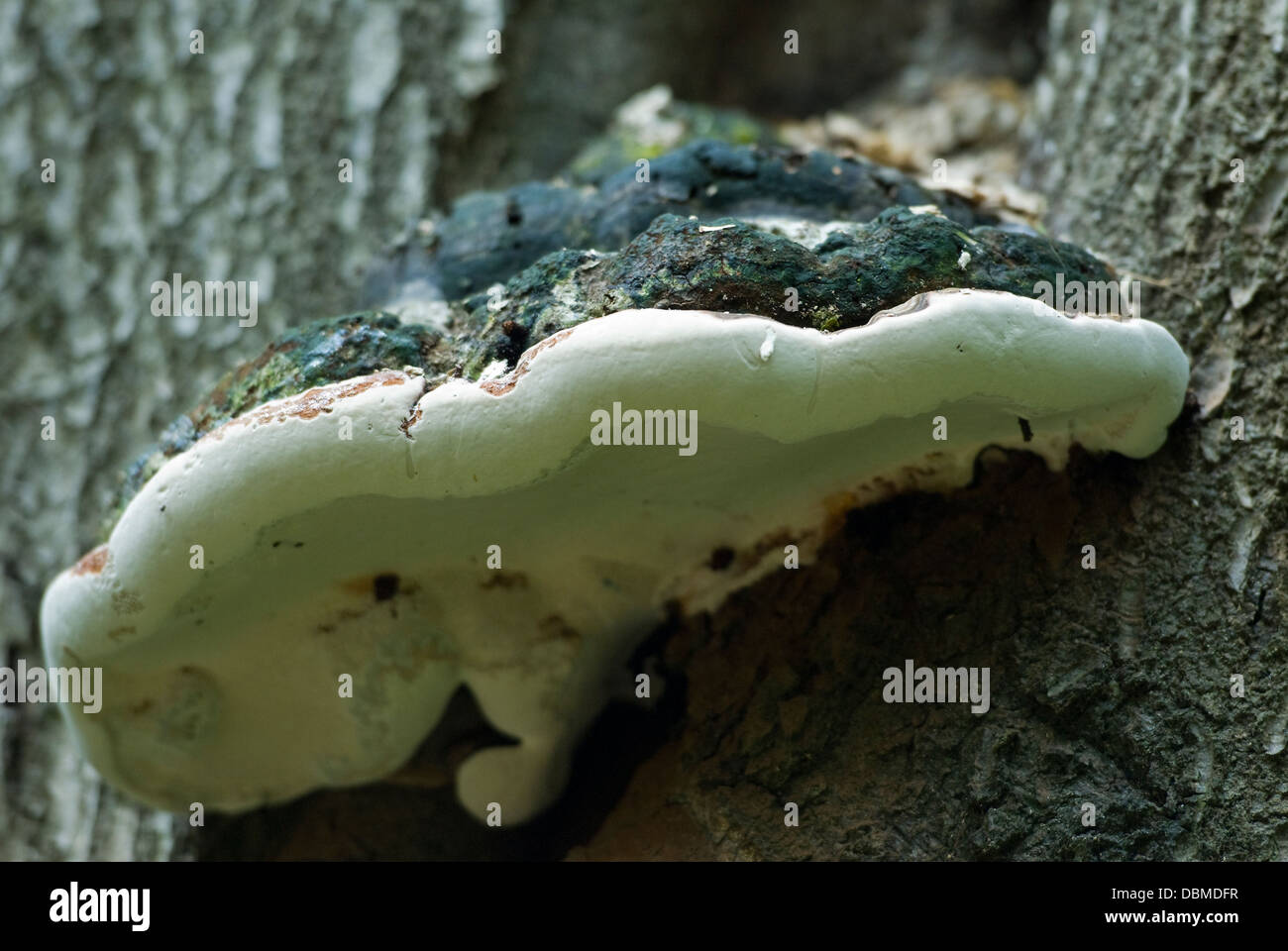 Bracket Fungi on trees at Black Park Stock Photo - Alamy