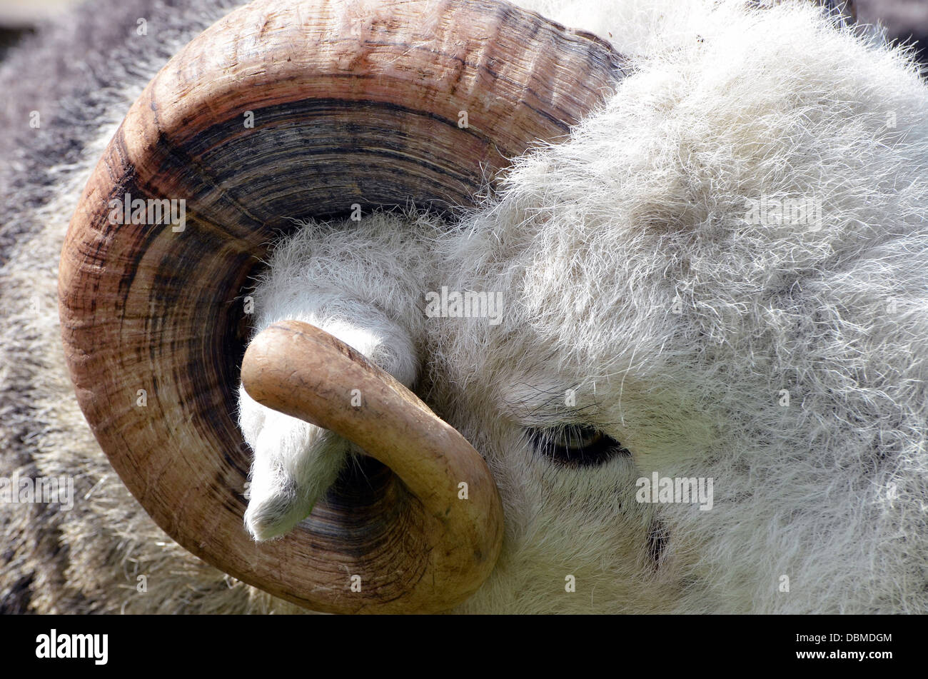Herdwick ram with large curved horns await judging at Coniston Country ...