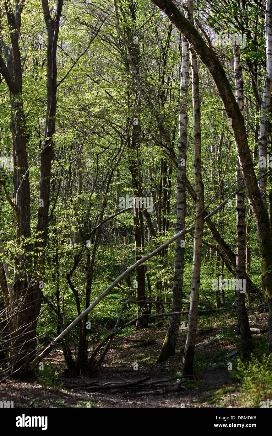 Native deciduous woodland hi-res stock photography and images - Alamy