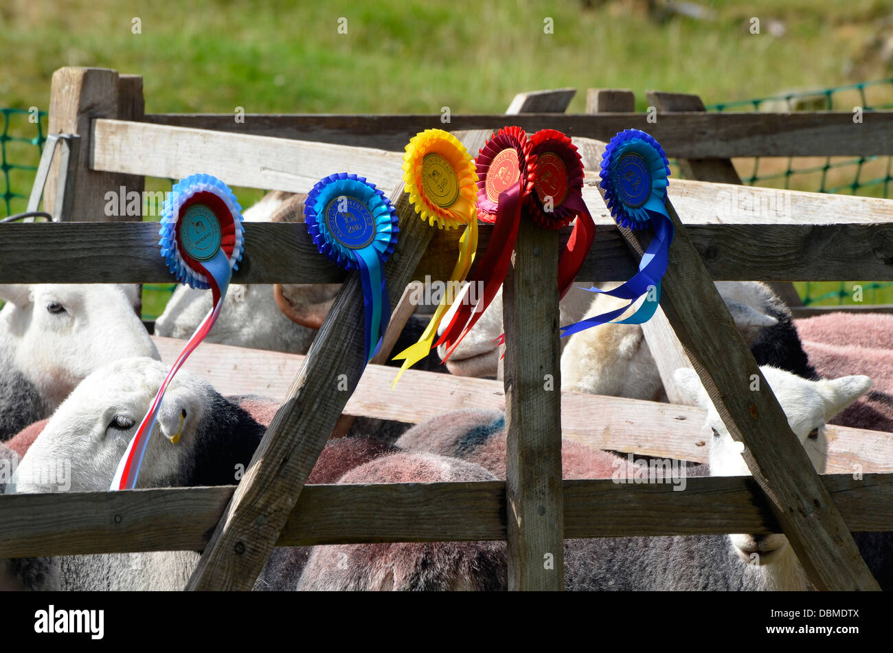 Winners rosettes hi-res stock photography and images - Alamy
