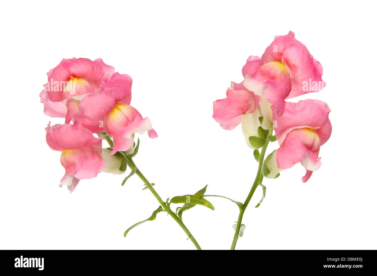 Snapdragon Flower Dead