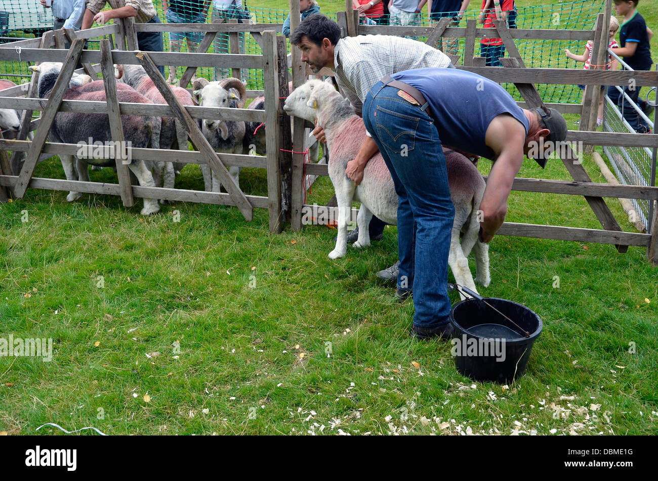 Sheep washing hi-res stock photography and images - Alamy