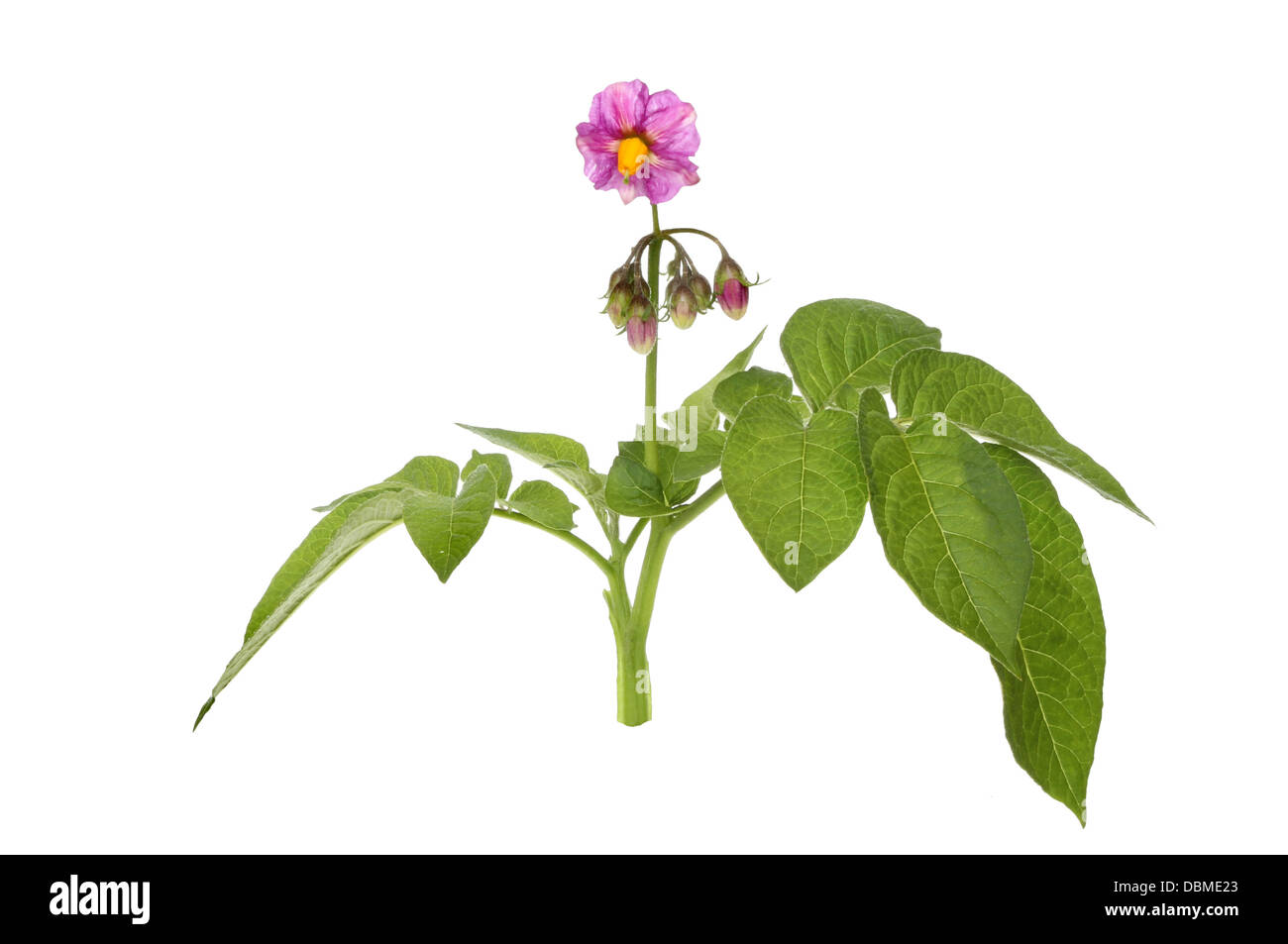 Potato plant flower hi-res stock photography and images - Alamy