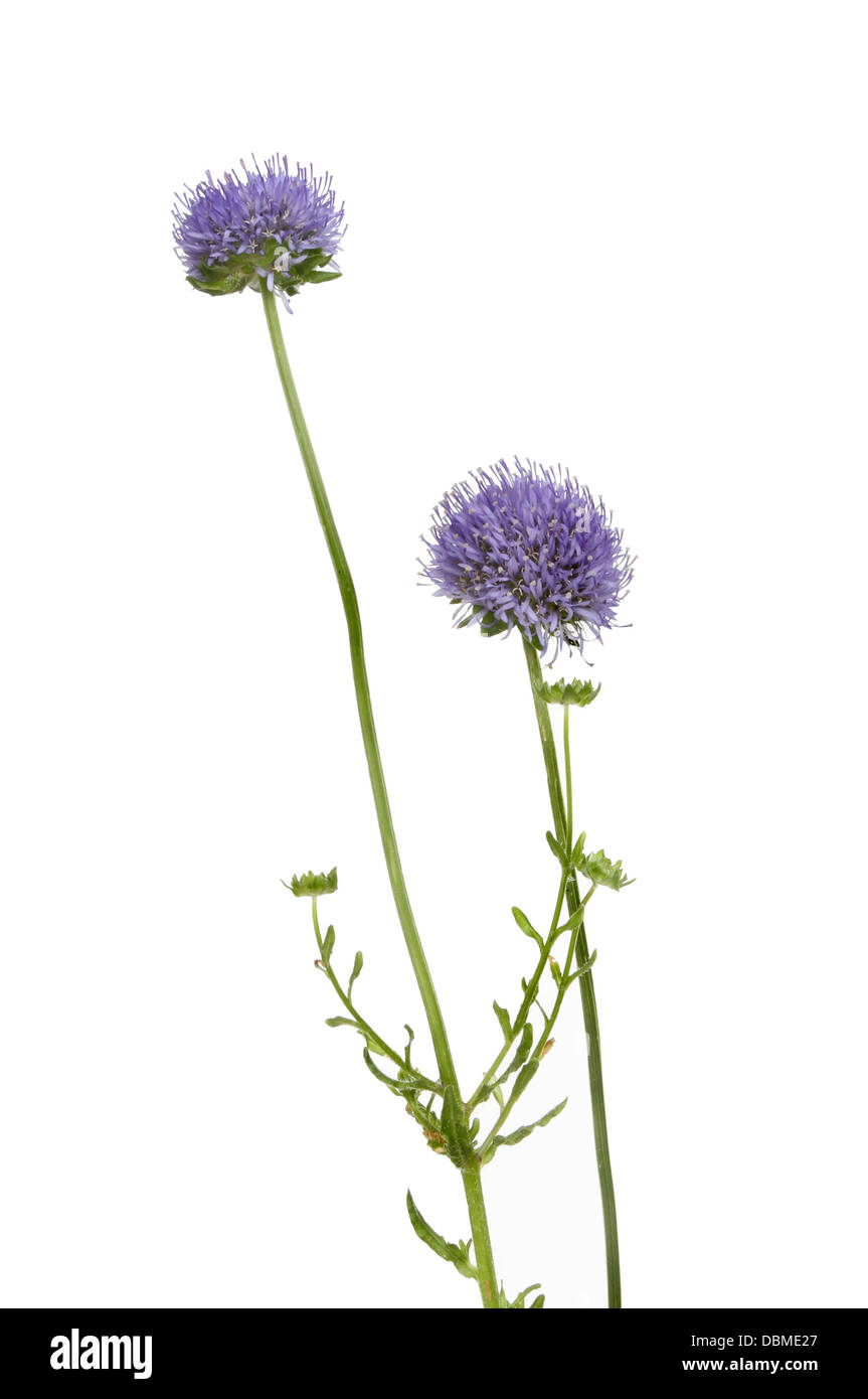 Blue wild flower hi-res stock photography and images - Alamy