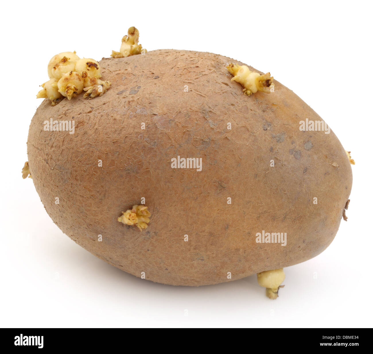 Potato germination Cut Out Stock Images & Pictures - Alamy