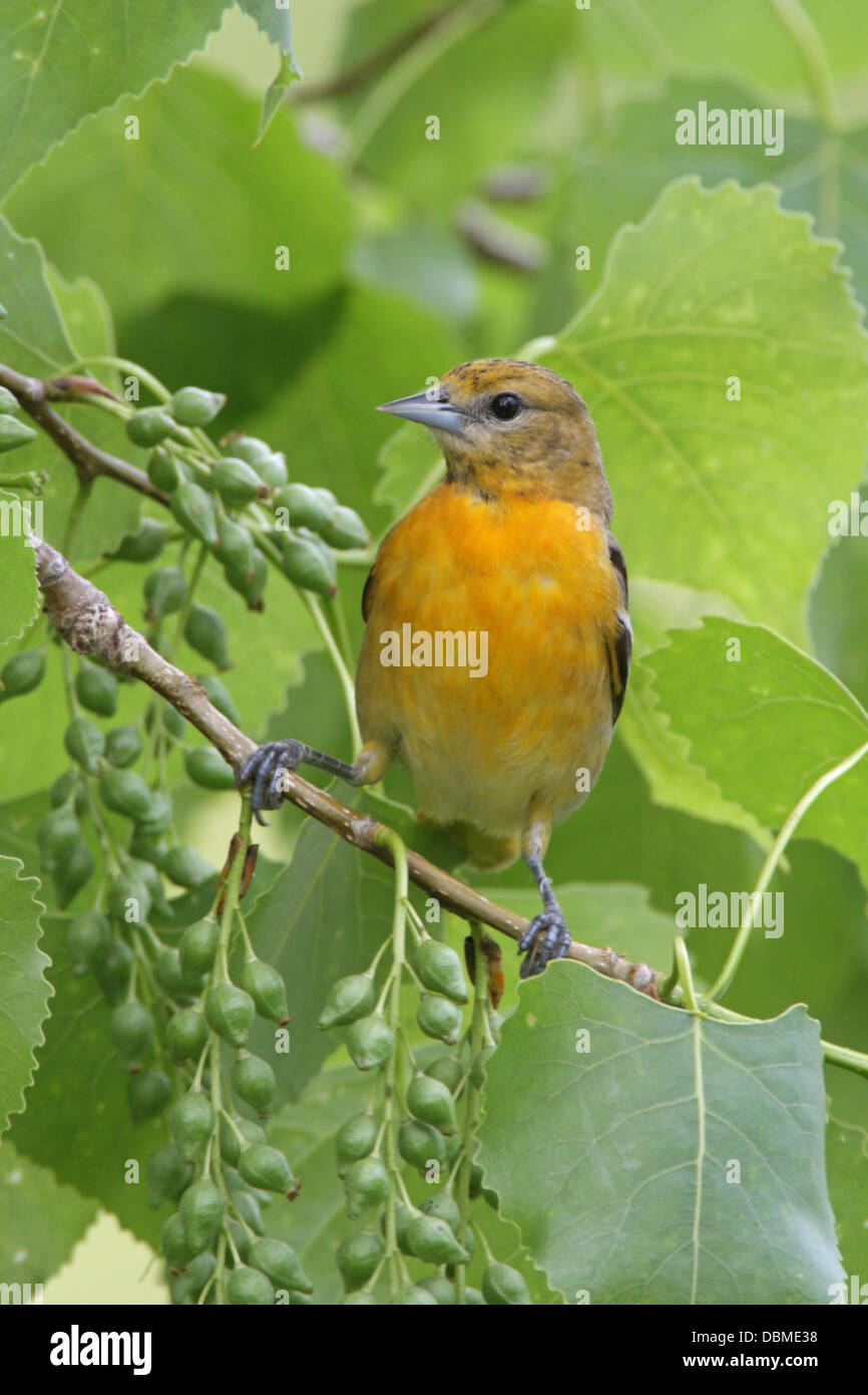 Baltimore oriole female hi-res stock photography and images - Alamy