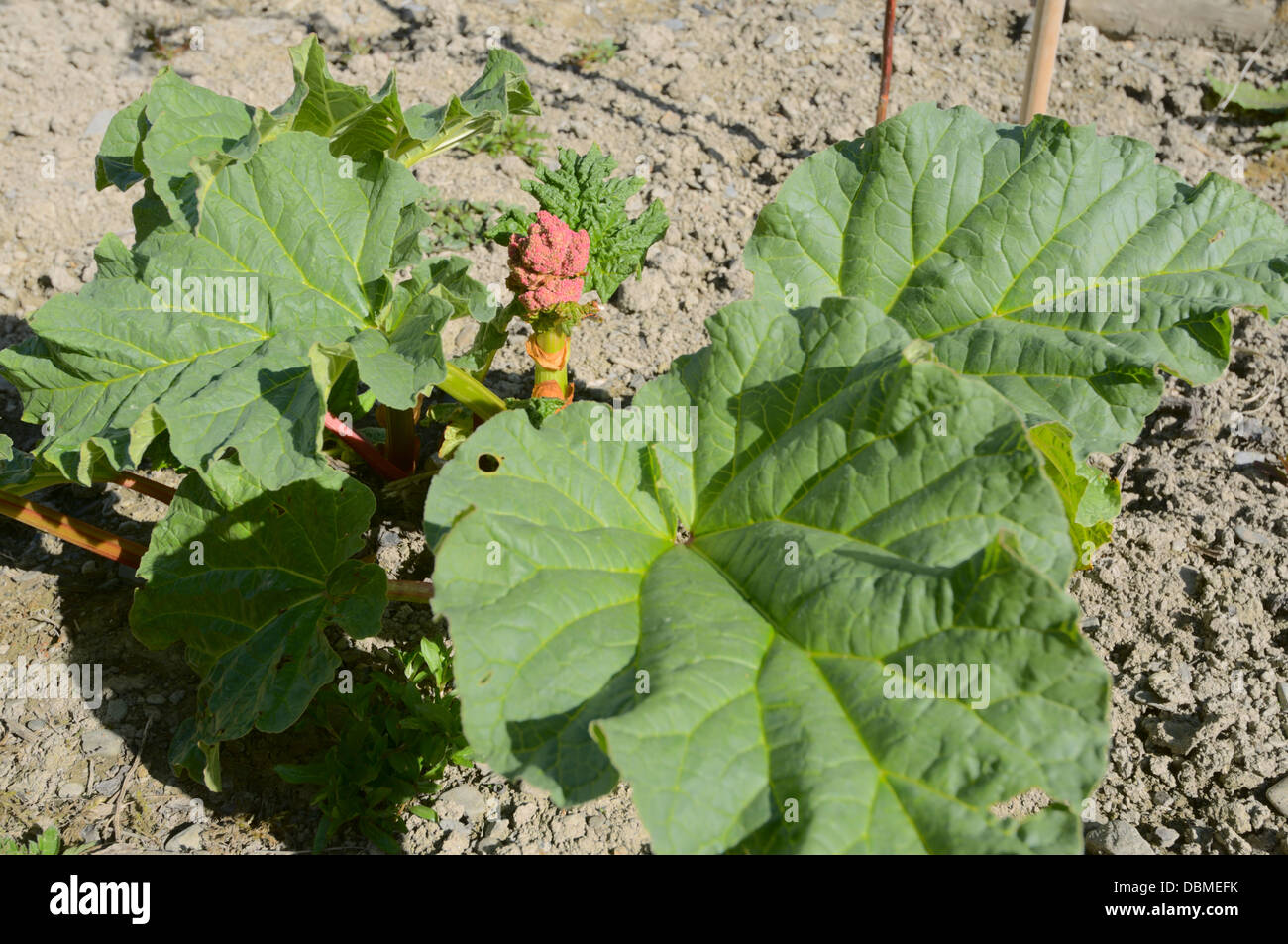 Rheum rhabarbarum, Rhubarb flowering, Wales, UK Stock Photo - Alamy