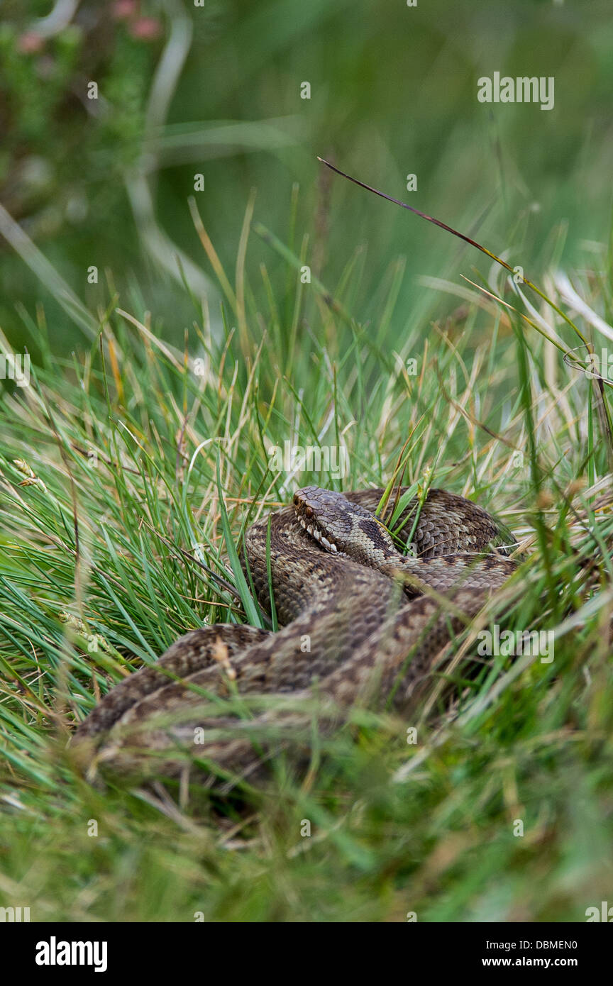 Adder scotland hi-res stock photography and images - Alamy