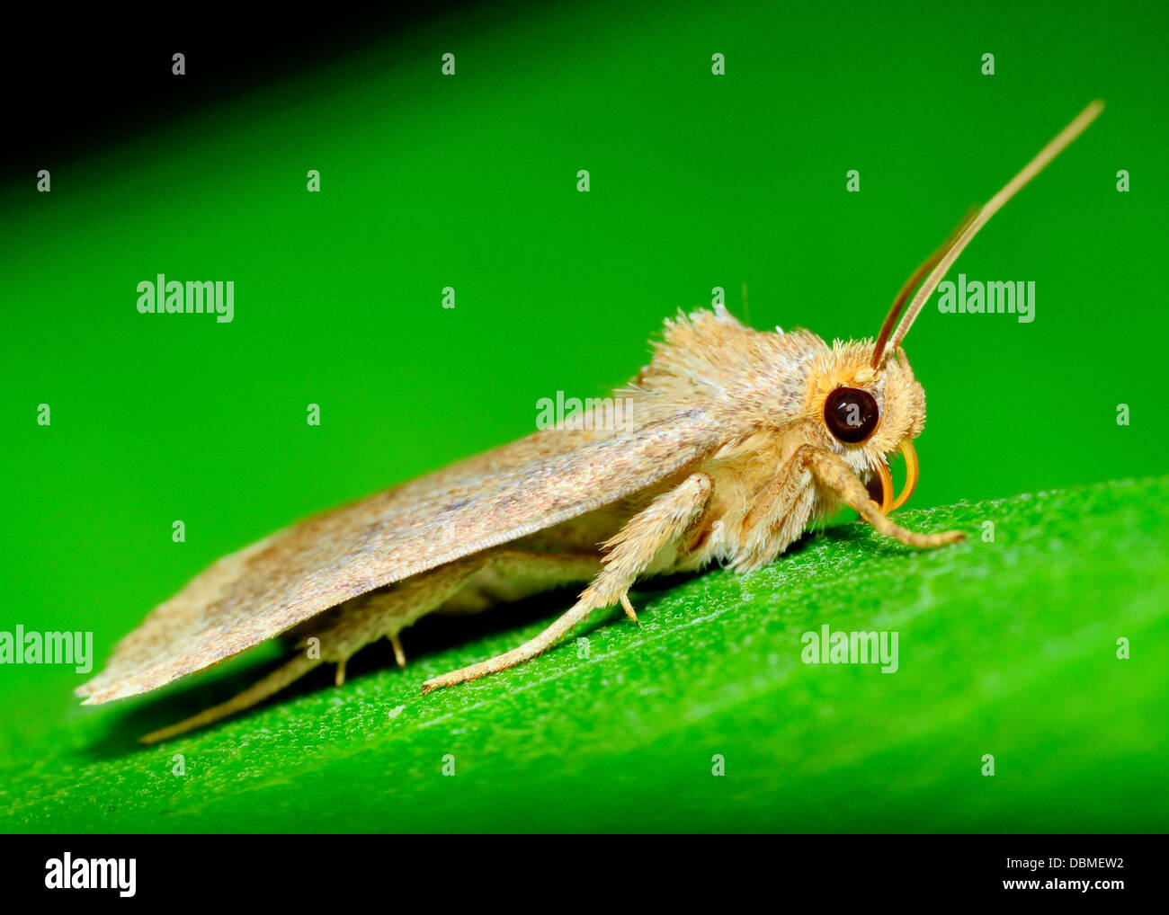 Closeup of moth hi-res stock photography and images - Alamy