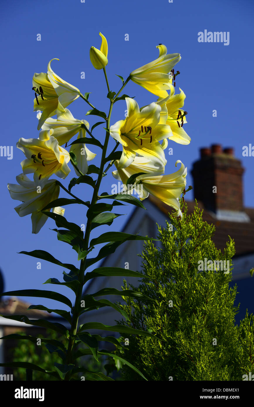 Tree lily 'yellow rocket' Stock Photo - Alamy