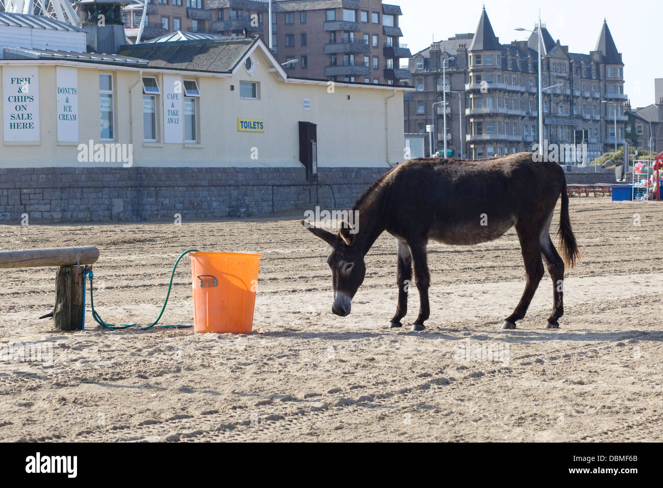 Equus africanus asinus Donkey on the beach traditional English seaside ...