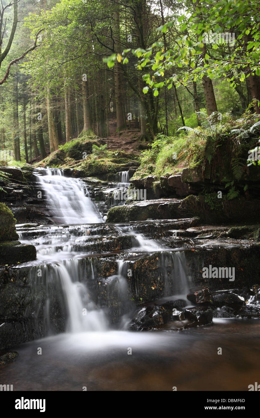 Talybont Forest High Resolution Stock Photography and Images - Alamy