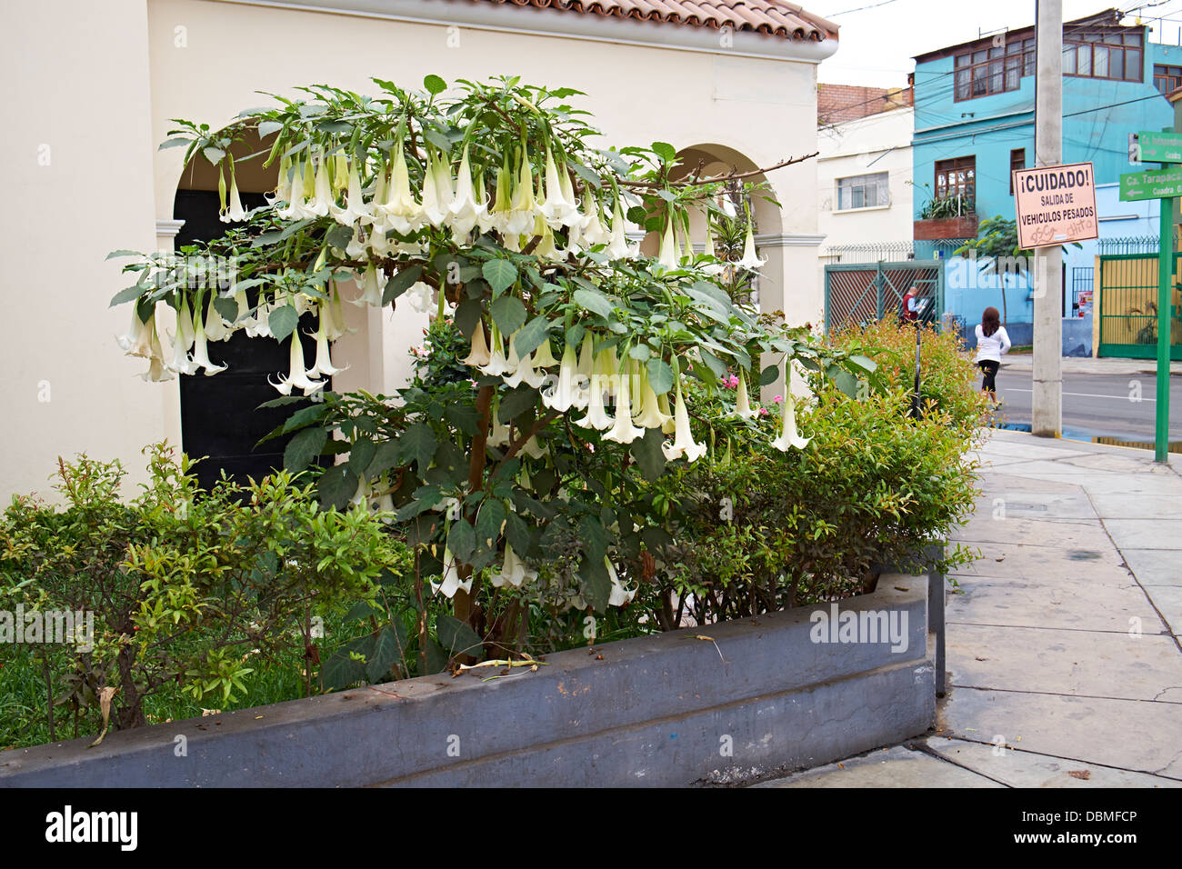 Bell shaped flowers on a tree in the Miraflores district in Lima, Peru ...