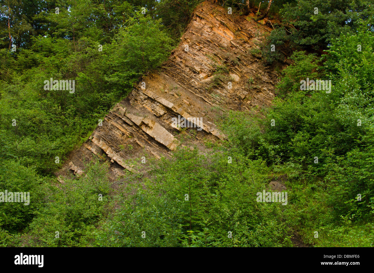 Landslide forest hi-res stock photography and images - Alamy