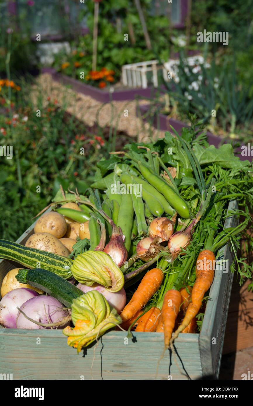 Collection of freshly harvested summer vegetables from a small garden ...