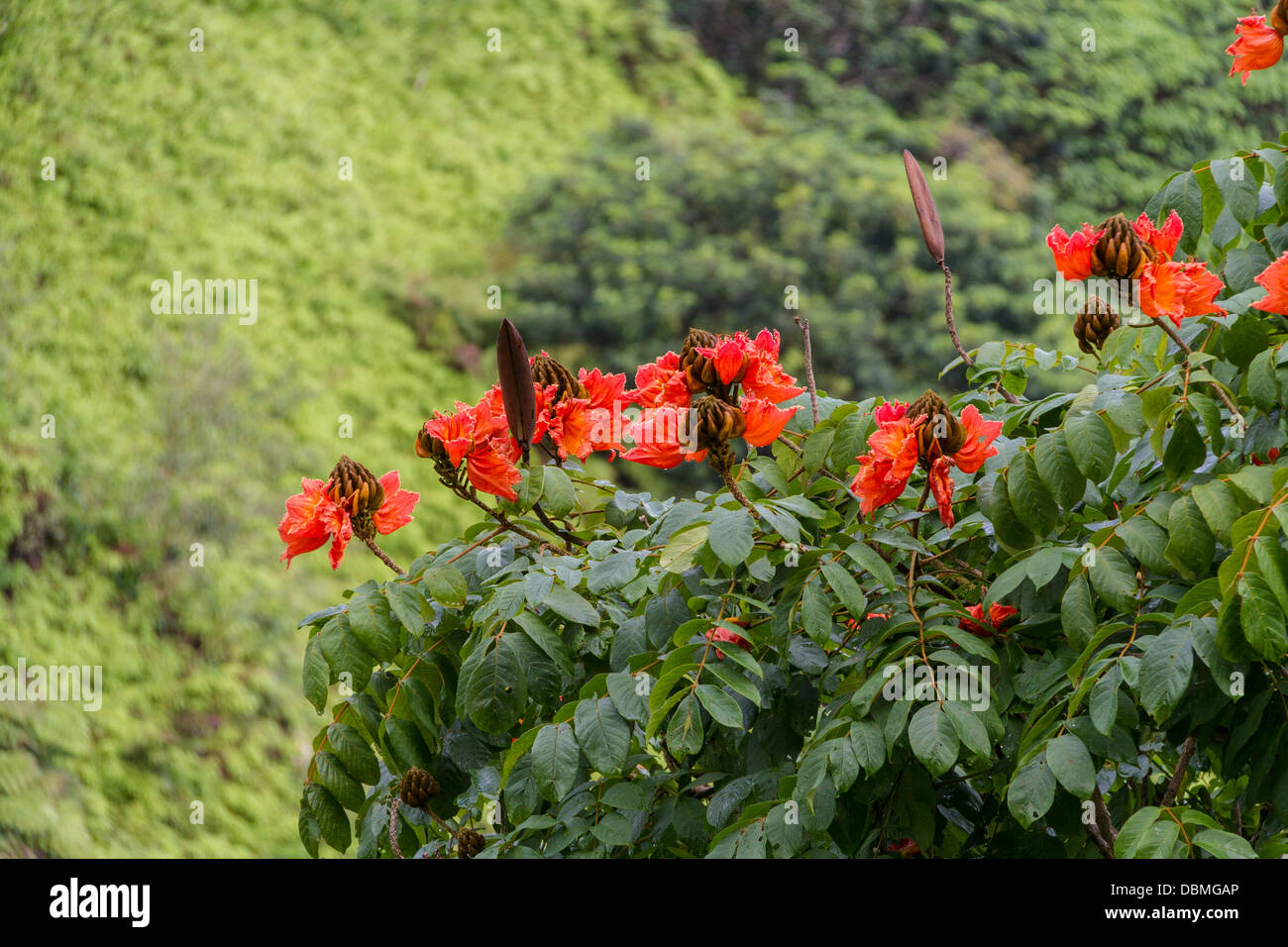 "African Tulip tree", Spathodea campanulata, a very invasive species ...