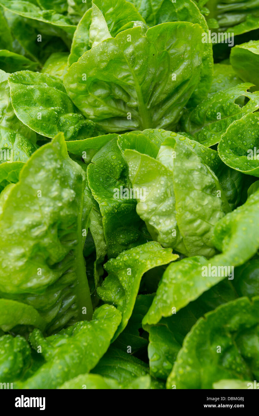 Close up of garden lettuce, 'little gem pearl' Stock Photo - Alamy