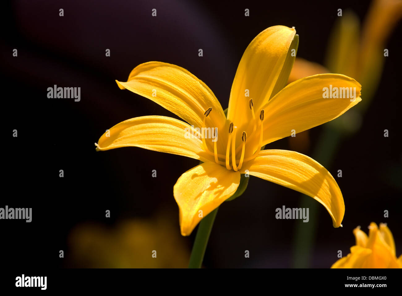 closeup of bright yellow lily flower on dark outdoor background Stock ...