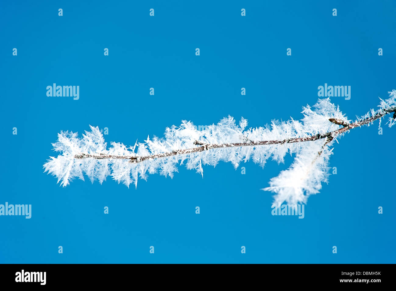 tree branch covered with white rime frost crystals on blue sky ...