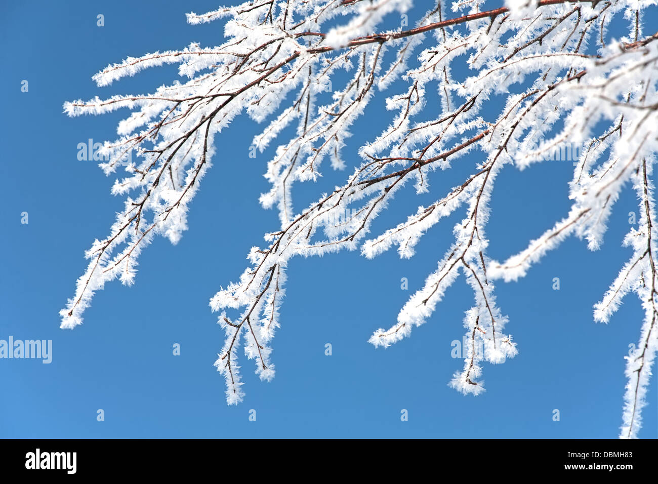 tree branch covered with white rime frost crystals on blue sky ...