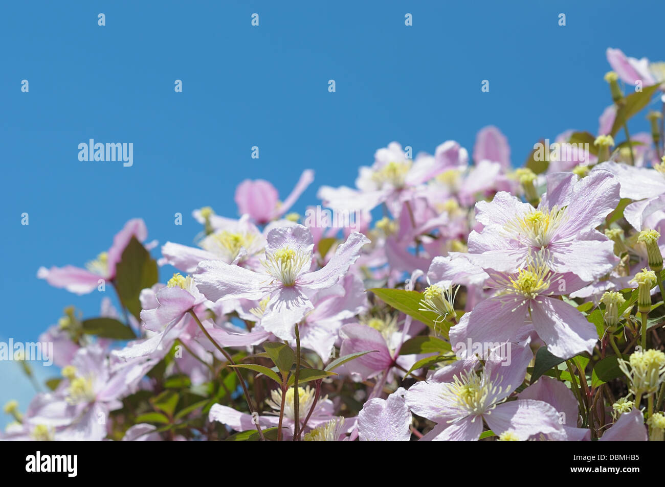 Violet flowers of clematis on blue sky Stock Photo - Alamy