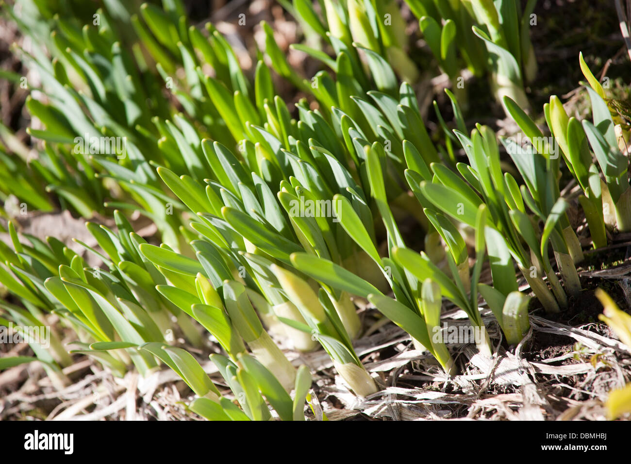 new spring sprouts of green grass closeup Stock Photo - Alamy