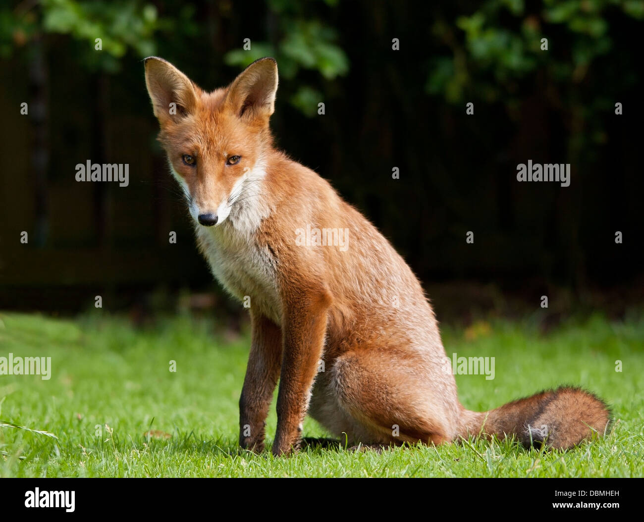 Urban Fox City High Resolution Stock Photography and Images - Alamy