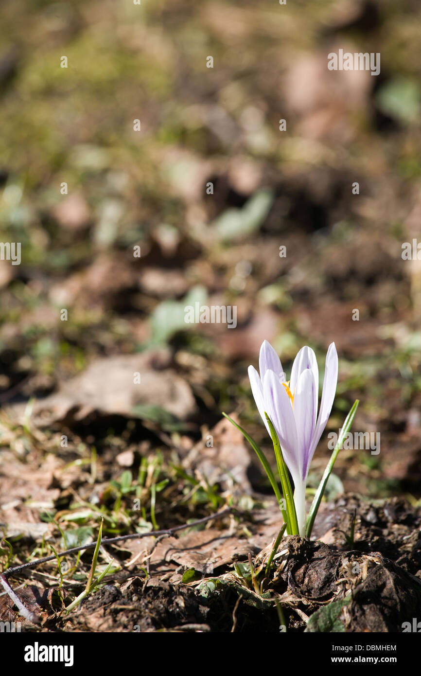 the first spring crocus flower closeup on earth background Stock Photo ...