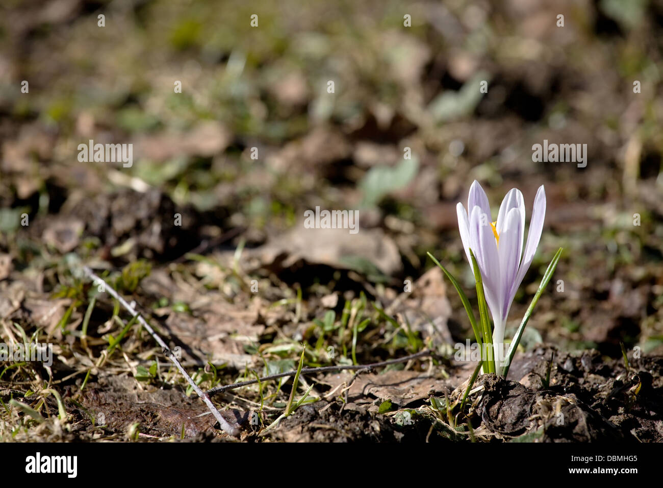 the first spring crocus flower closeup on earth background Stock Photo ...