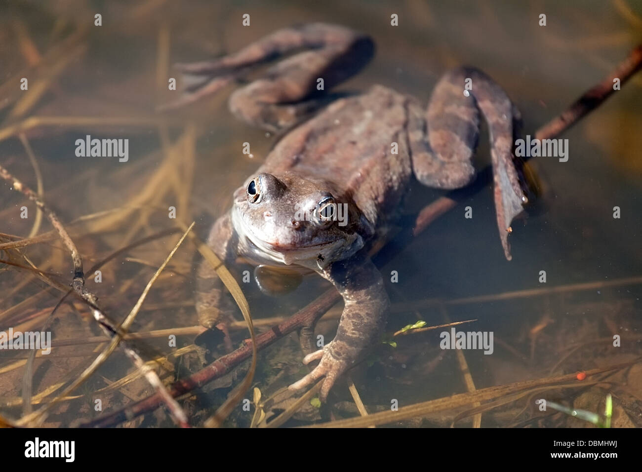 big brown frog sitting in ditch close-up top view Stock Photo - Alamy