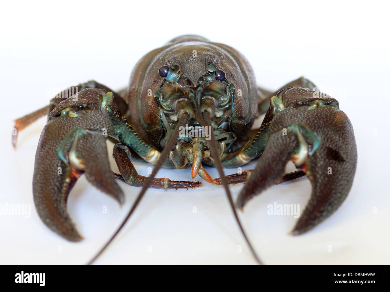 American signal crayfish, Pacifastacus leniusculus, an alien invasive ...