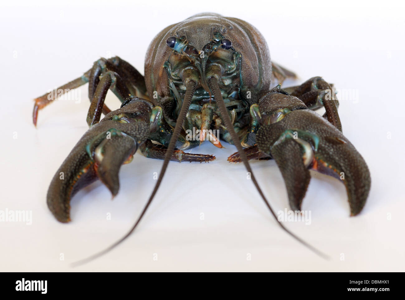 American signal crayfish, Pacifastacus leniusculus, an alien invasive ...