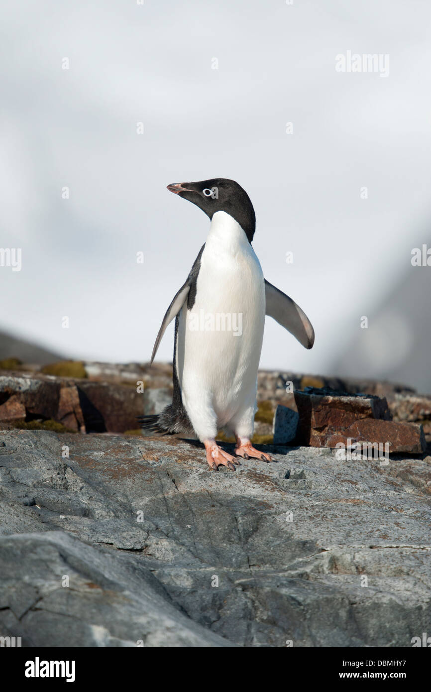 Adélie Penguin (Pygoscelis adeliae), portrait. Petermann Island ...