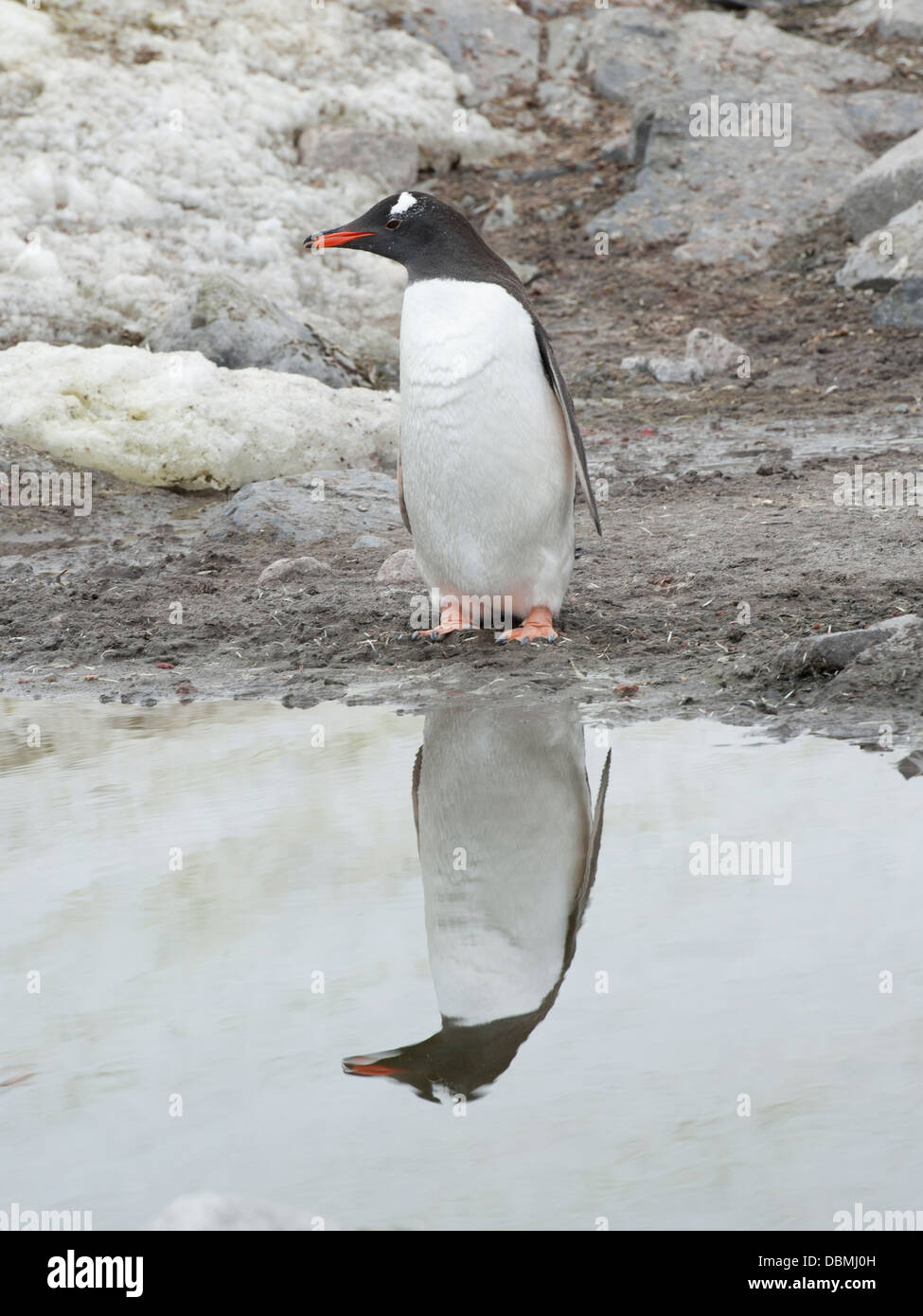 Gentoo penguin, Pygoscelis papua, staring at reflection. Neko Harbour ...