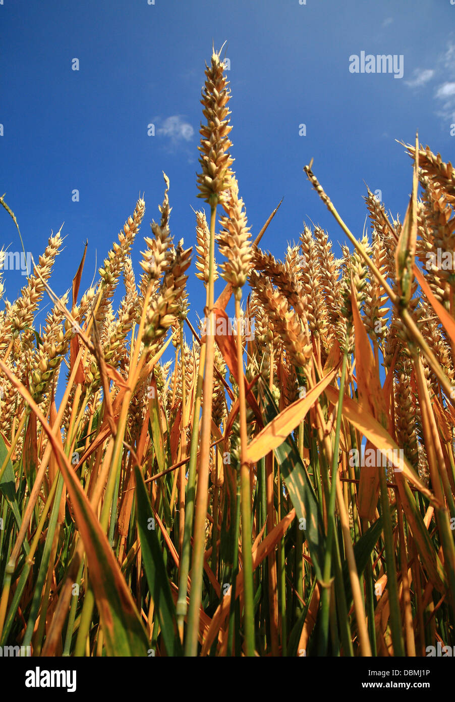 Sheaves of wheat hi-res stock photography and images - Alamy