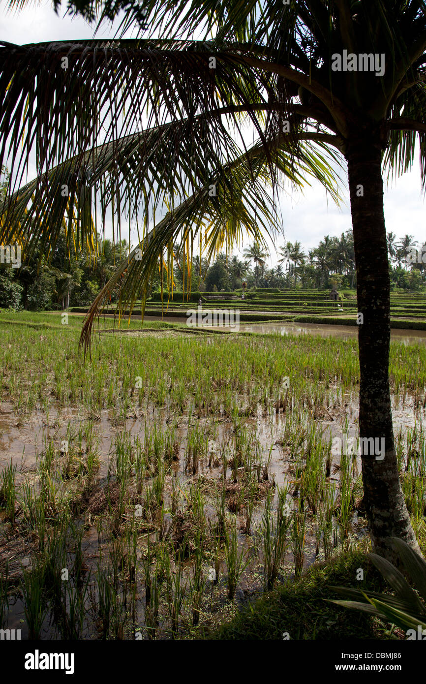 Palm Tree By Rice Paddies / Terraced Rice Fields, Ubud Area, Bali ...