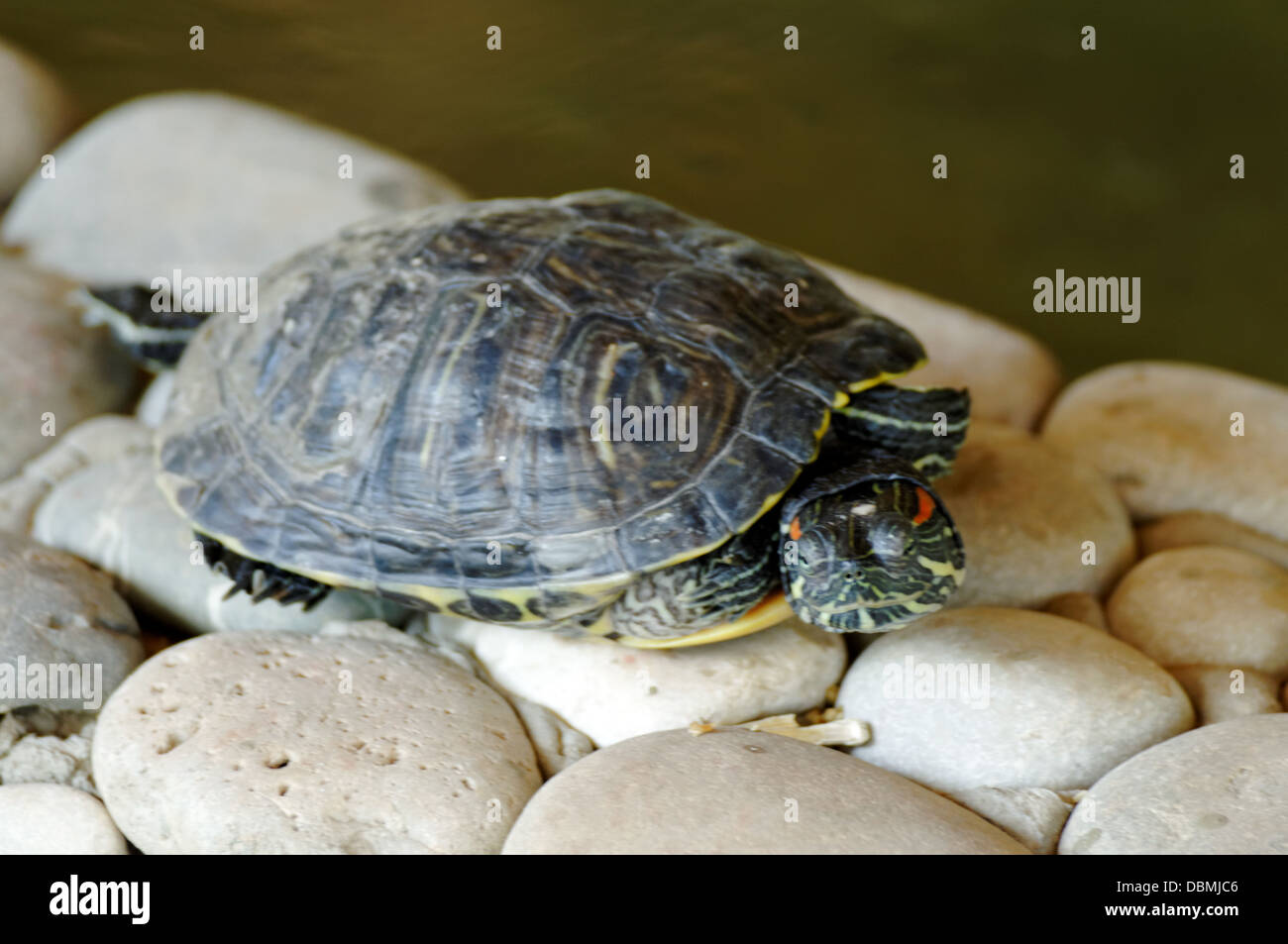 Green sea turtle. red eyes in Antaly zoo Stock Photo - Alamy