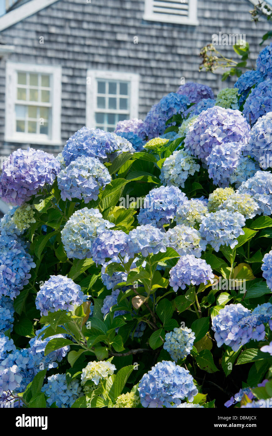 Massachusetts, Nantucket. Nantucket Island Tour. Typical island house ...