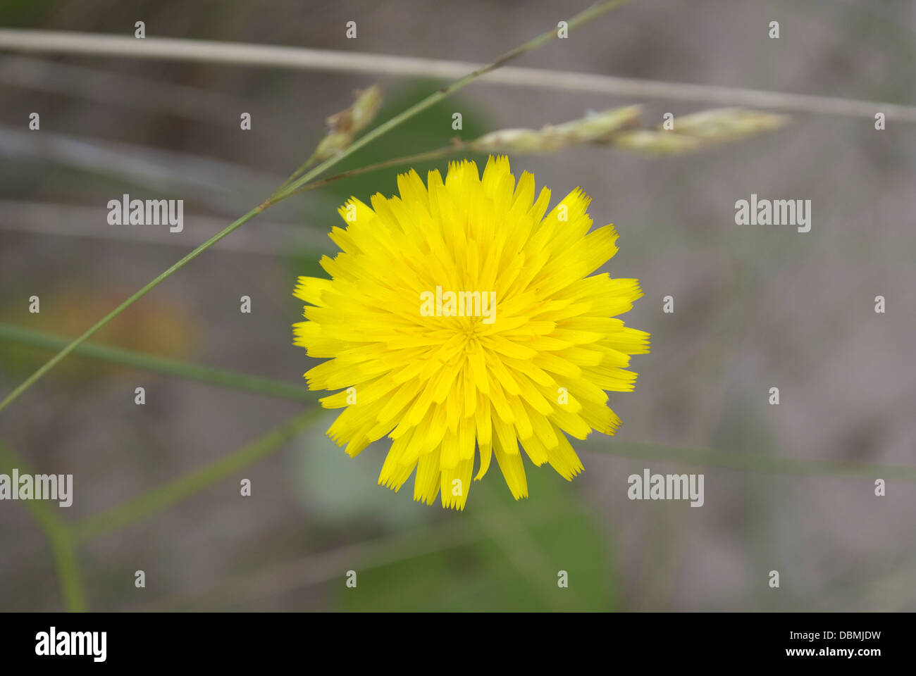 Yellow Corn flower Stock Photo - Alamy