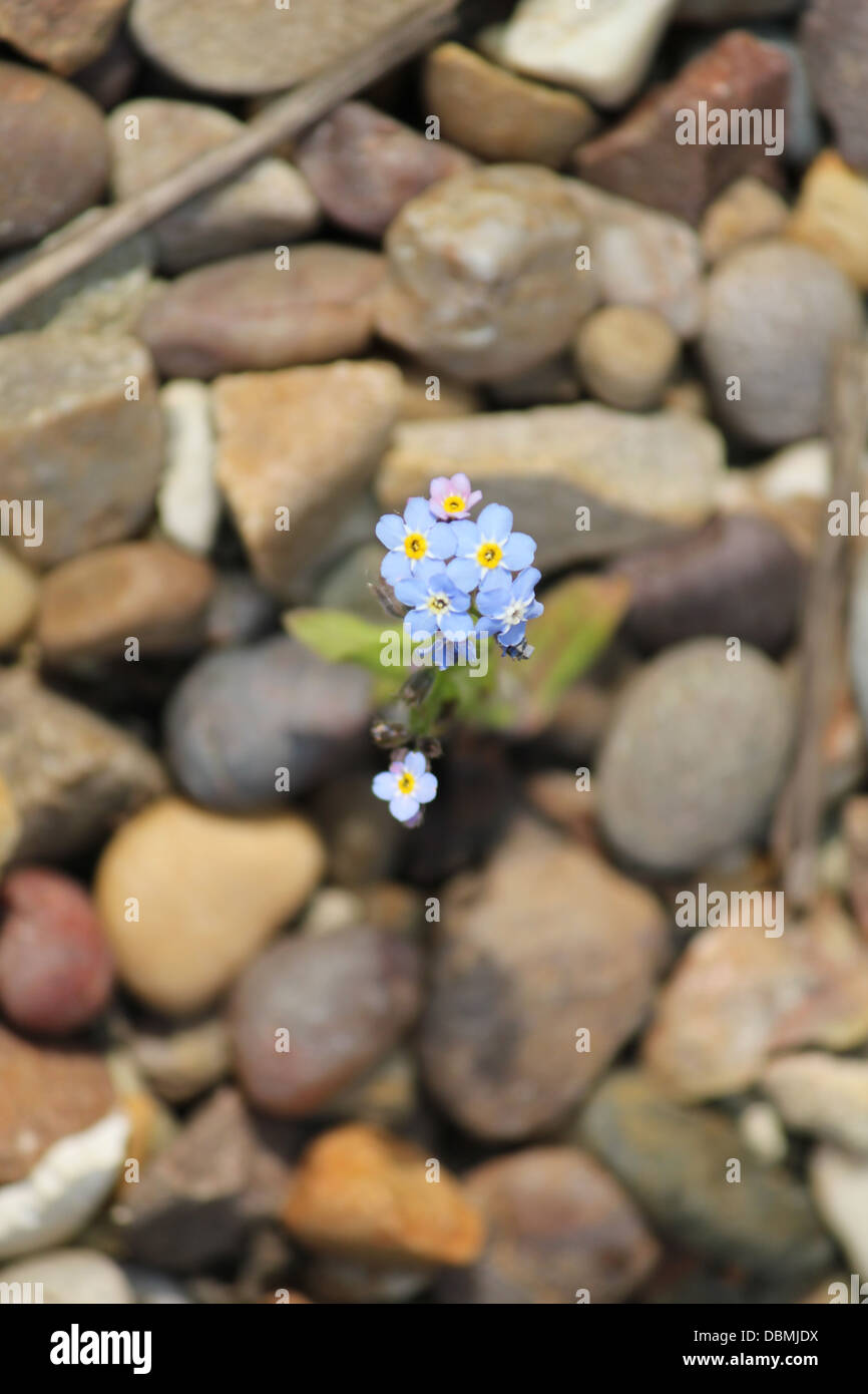 Forget-Me-Not flowers in the foreground, emerging from pebbled stones ...