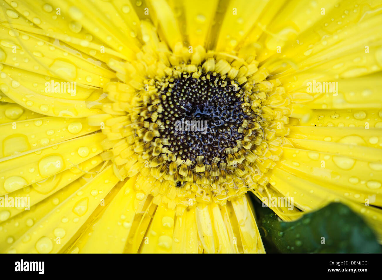 Flower after the rain hi-res stock photography and images - Alamy